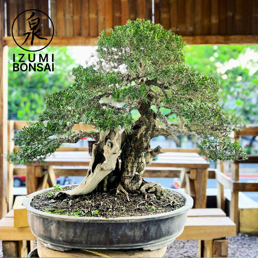 Bantigue – Izumi Bonsai