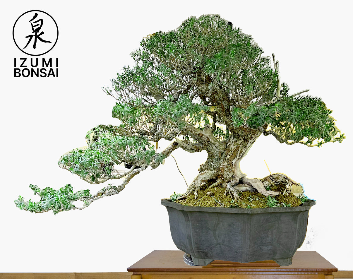 Bantigue – Izumi Bonsai