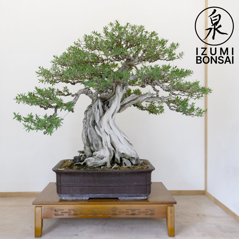 Bantigue – Izumi Bonsai