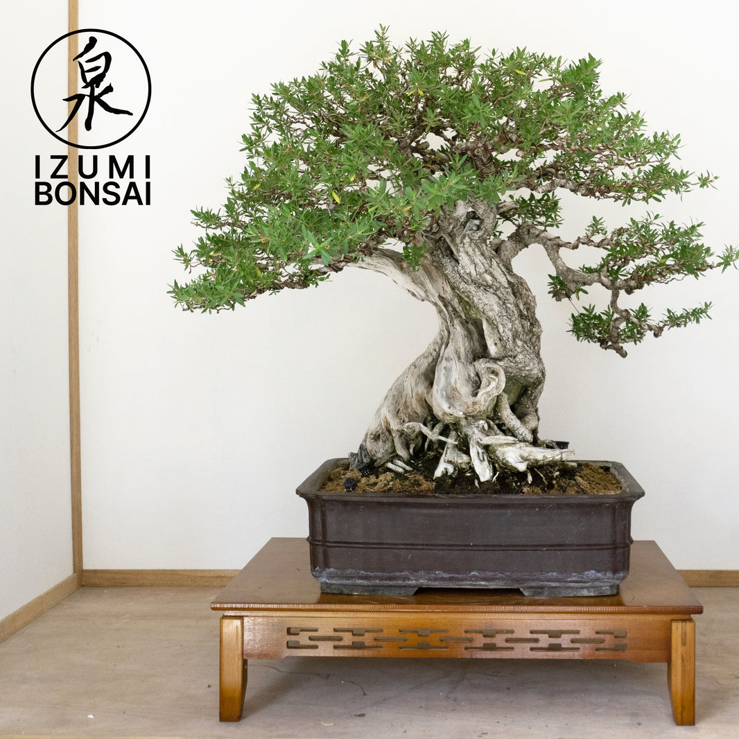 Izumi Bonsai