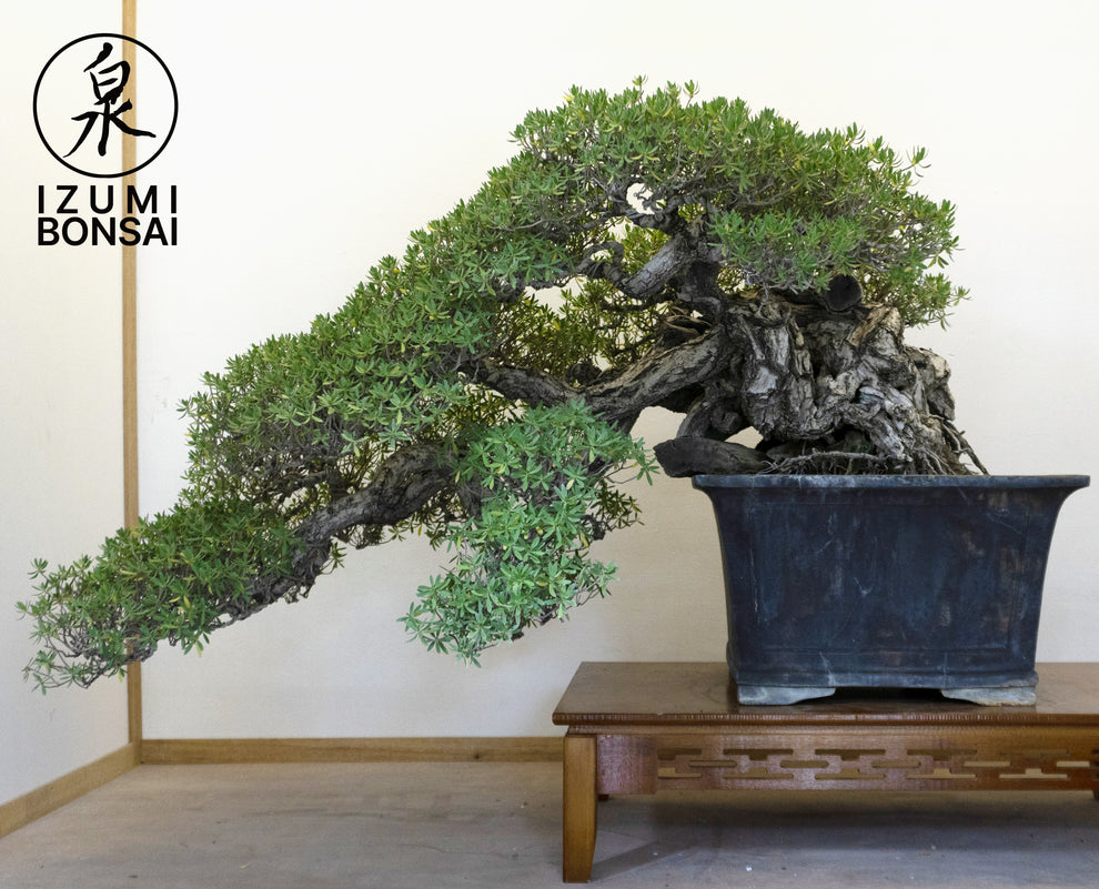 Bantigue – Izumi Bonsai